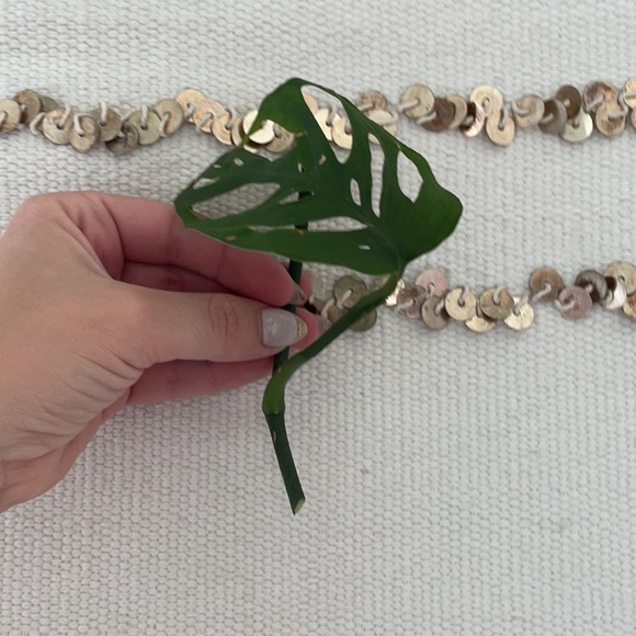 Other | Monstera Leaf Nodes For Propagation | Poshmark